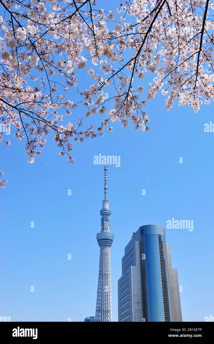 Tree tower tokyo hi-res stock photography and images - Alamy