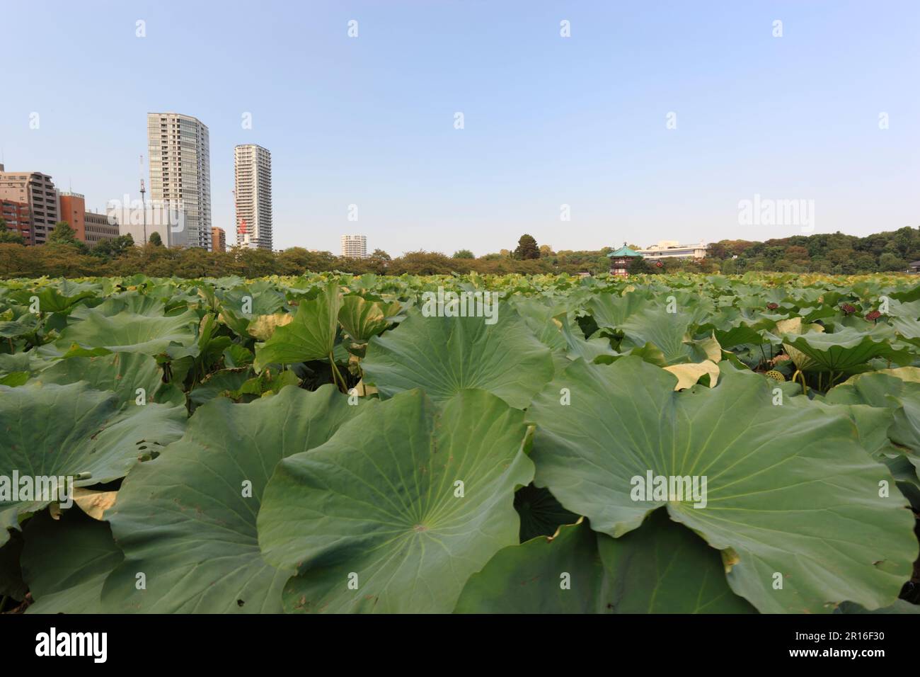 The Shinobazu pond Stock Photo - Alamy