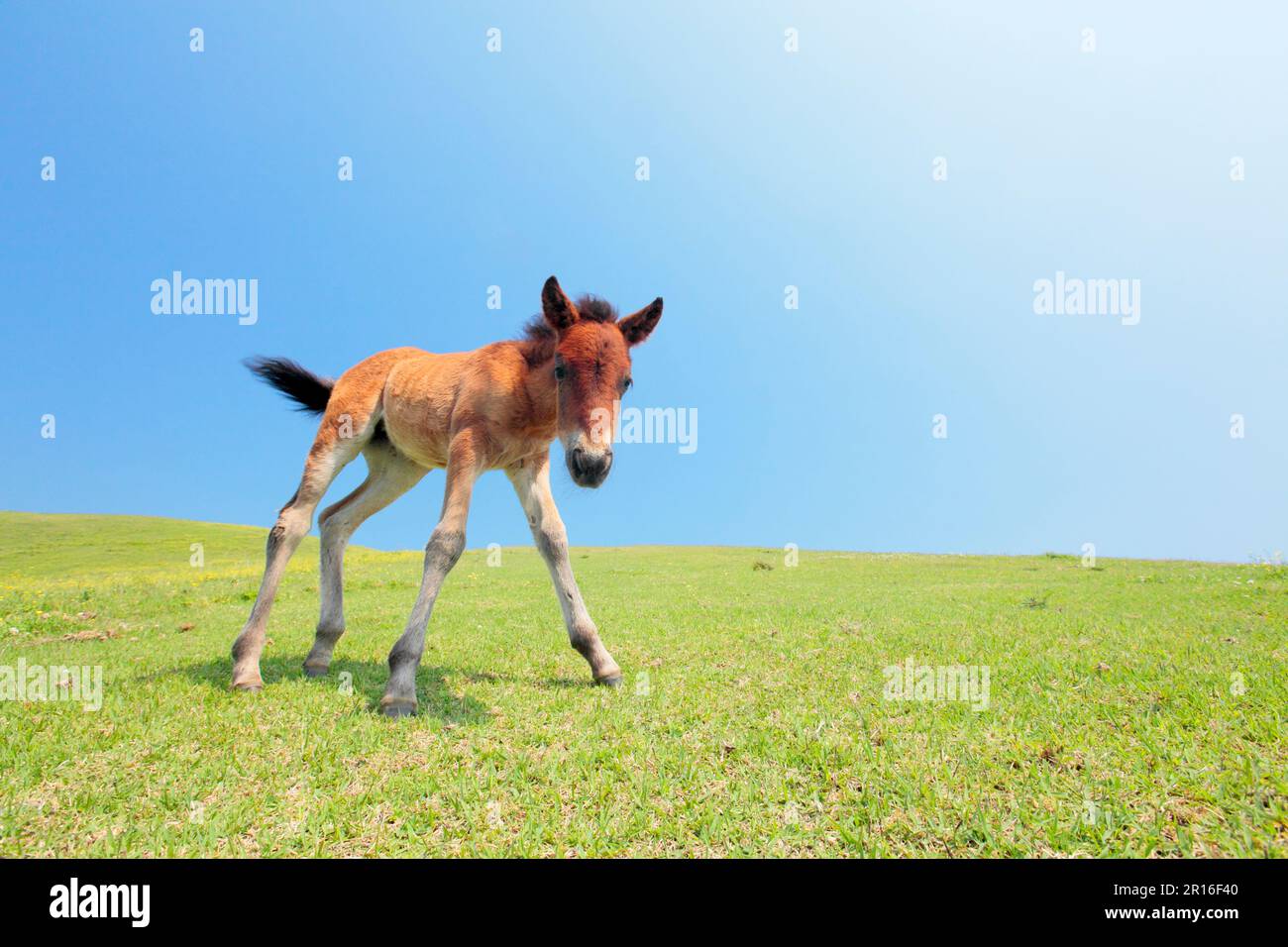 Kushima village hi-res stock photography and images - Alamy