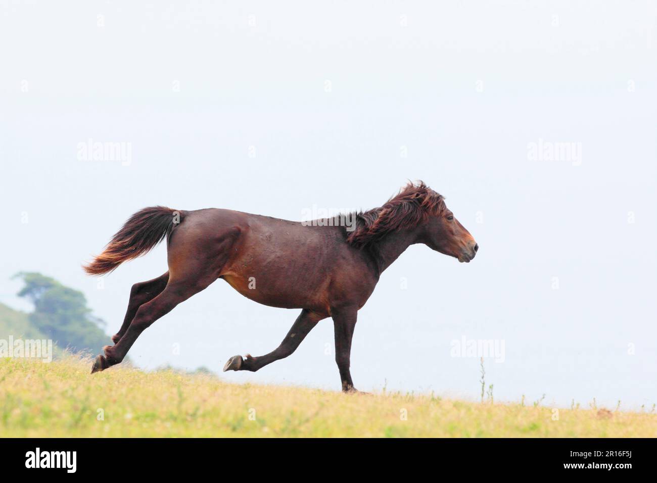 Horse landscape running hi-res stock photography and images - Alamy