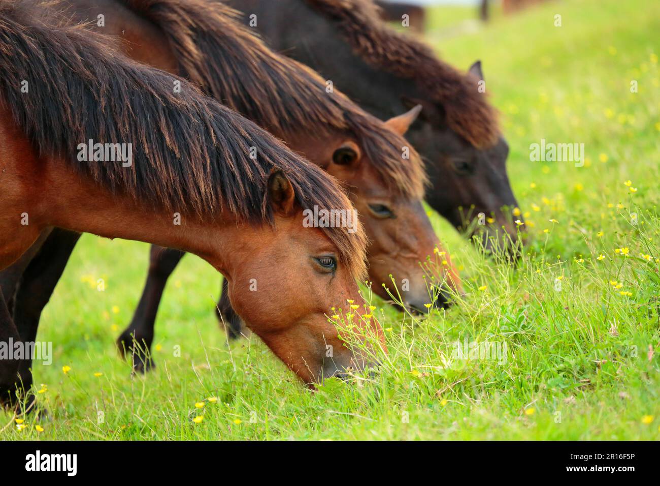 Kushima village hi-res stock photography and images - Alamy