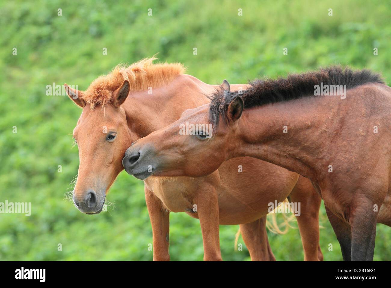 Horse messing around Stock Photo - Alamy