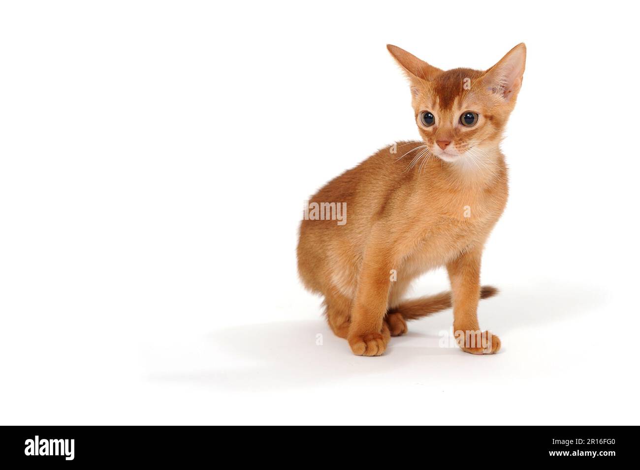 Abyssinian red kitten on a white isolated background Stock Photo - Alamy