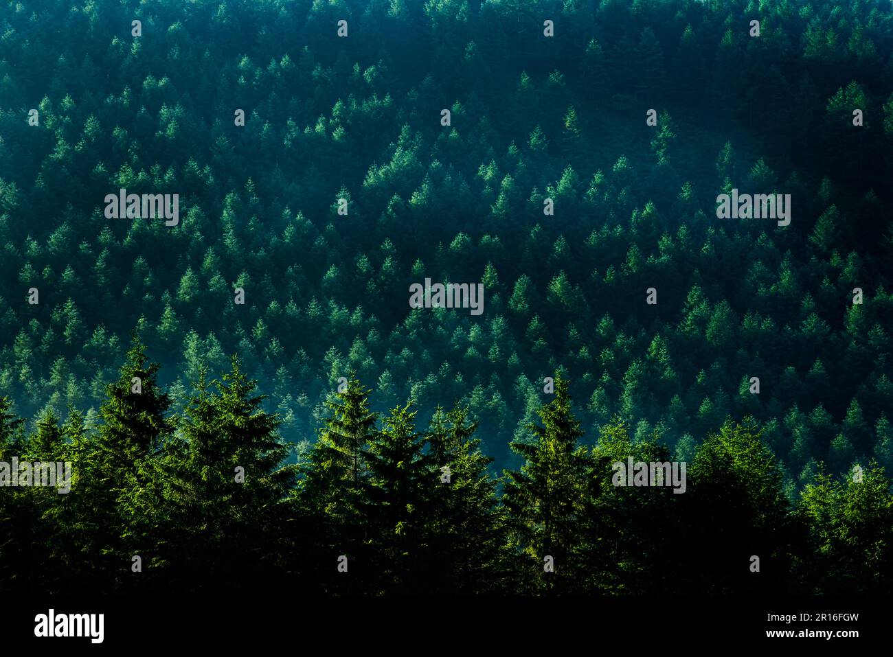 Japan summer forest hi-res stock photography and images - Alamy