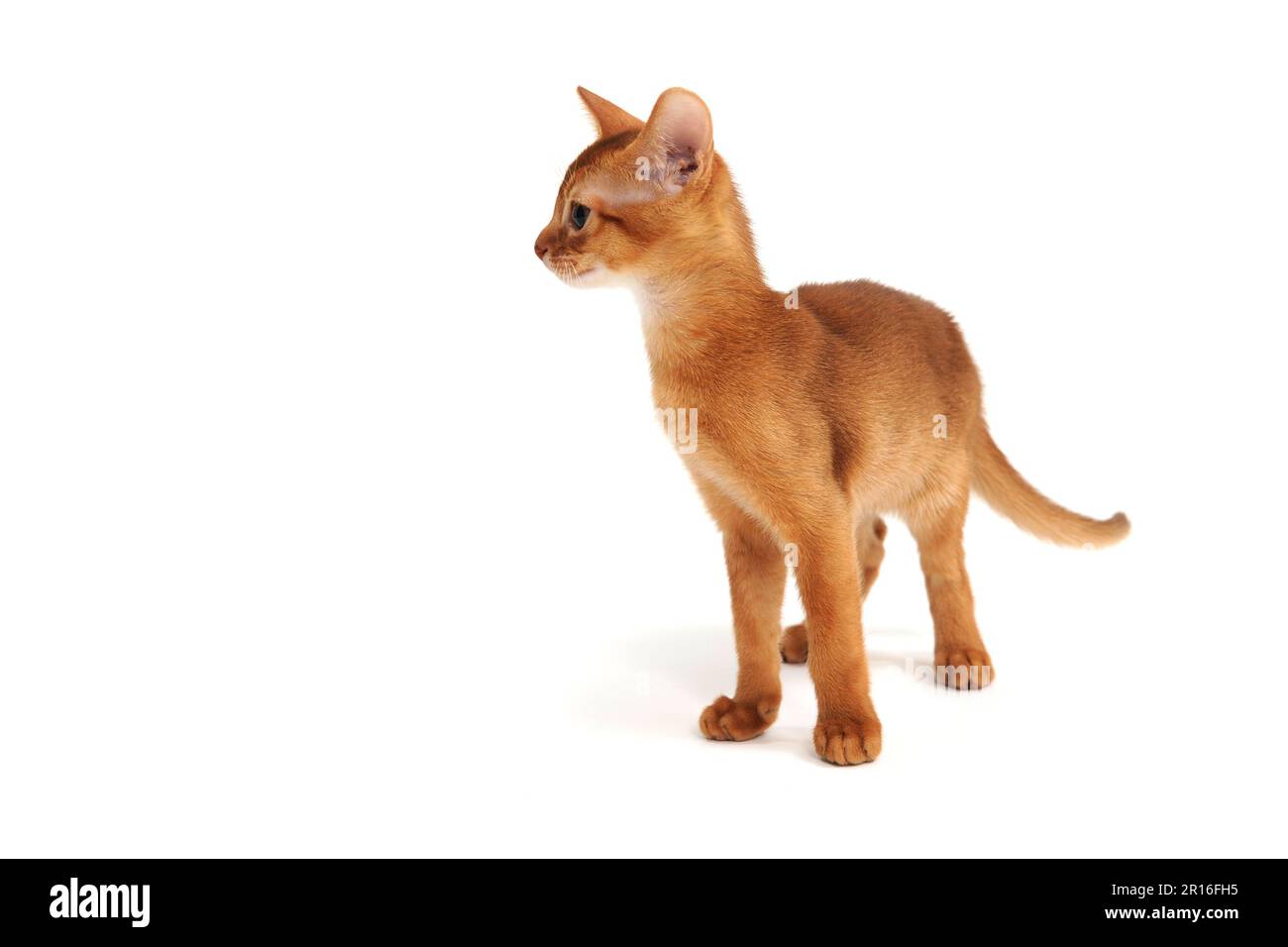 Abyssinian red kitten on a white isolated background Stock Photo - Alamy