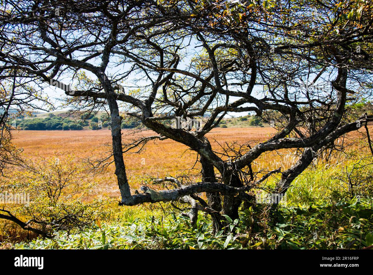 Konashi hi-res stock photography and images - Alamy