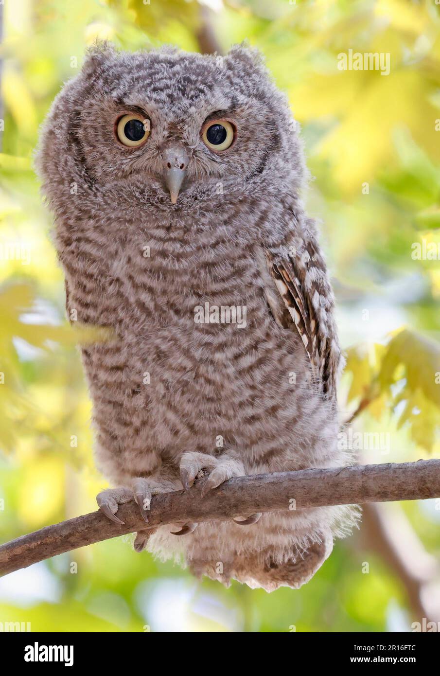 Eastern screech owl baby perched on a tree branch, Quebec, Canada Stock ...