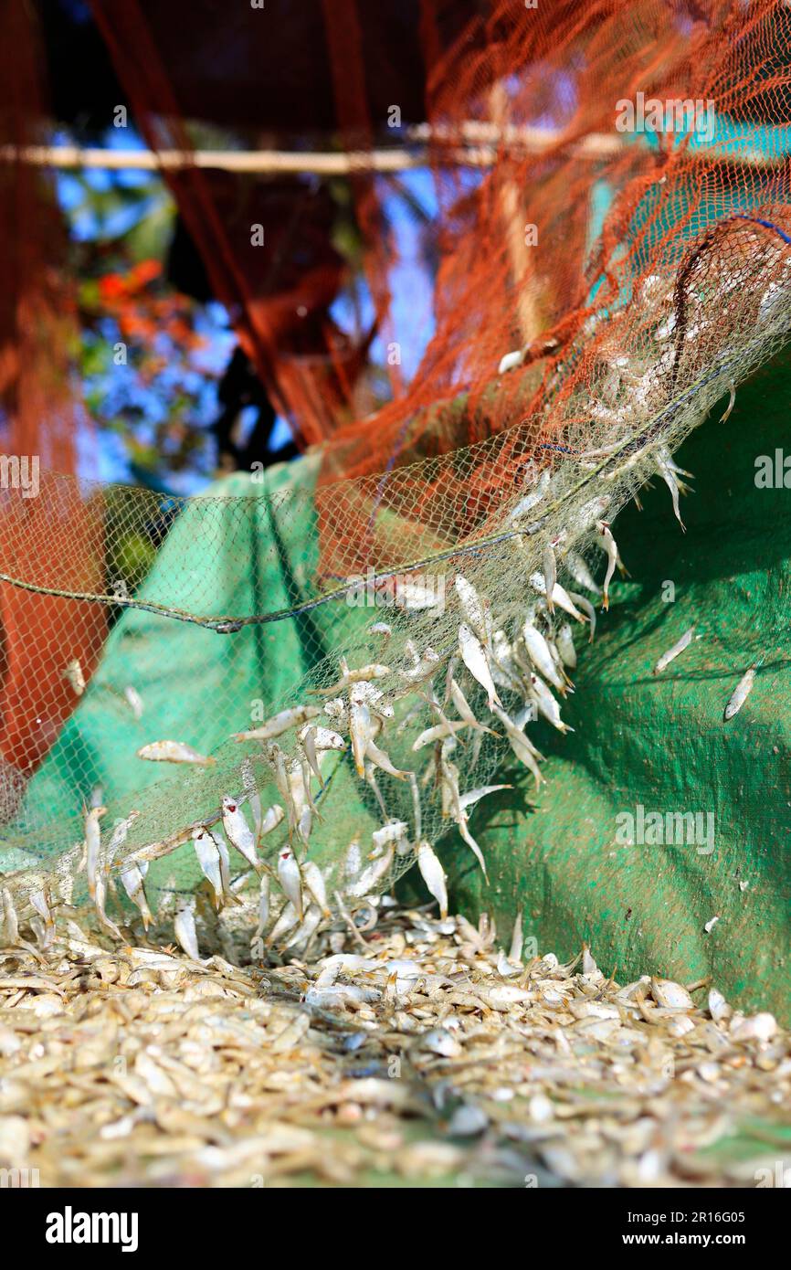 fishnet in fish farm collecting the catch of the day in thailand Stock ...