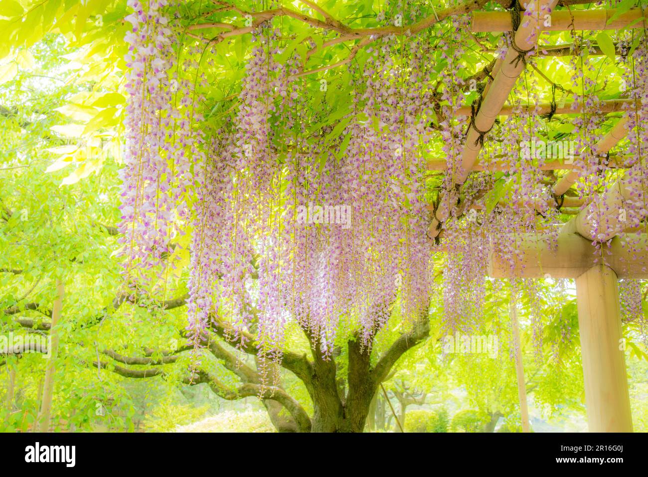 Tokyo rikugi en hi-res stock photography and images - Alamy