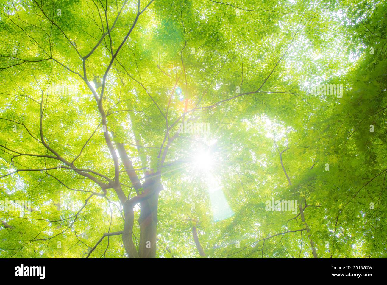 A tree of new leaves Stock Photo - Alamy