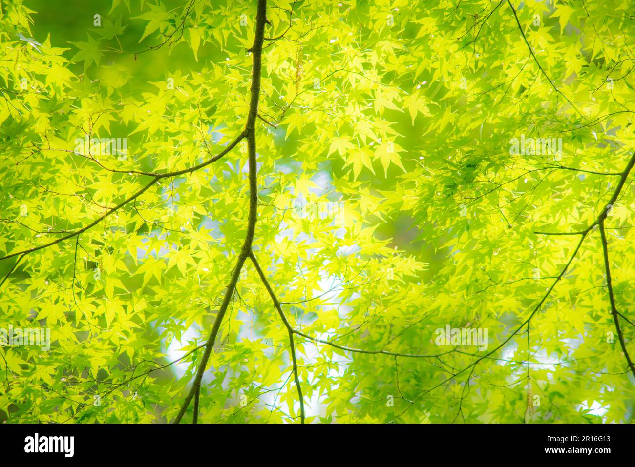 Fresh maple hi-res stock photography and images - Alamy