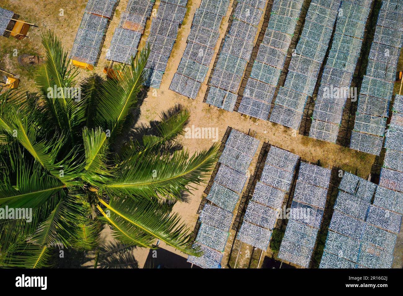 aerial view of fish farm during drying fish process Stock Photo - Alamy