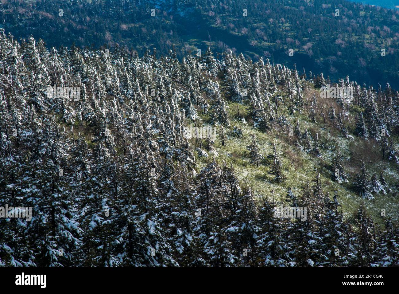Forest rime hi-res stock photography and images - Alamy