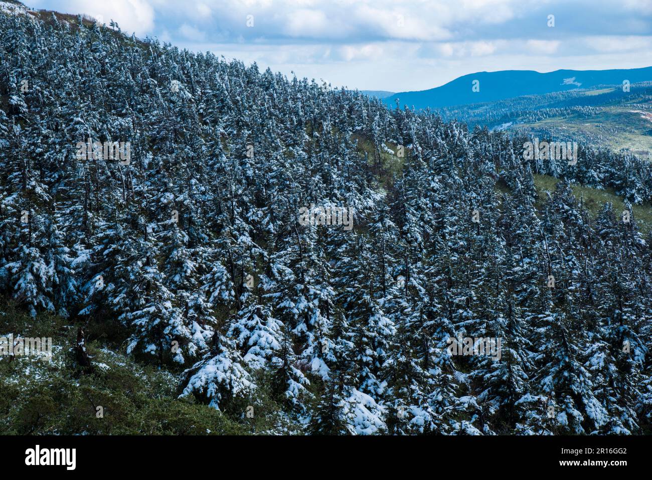 Forest rime hi-res stock photography and images - Alamy