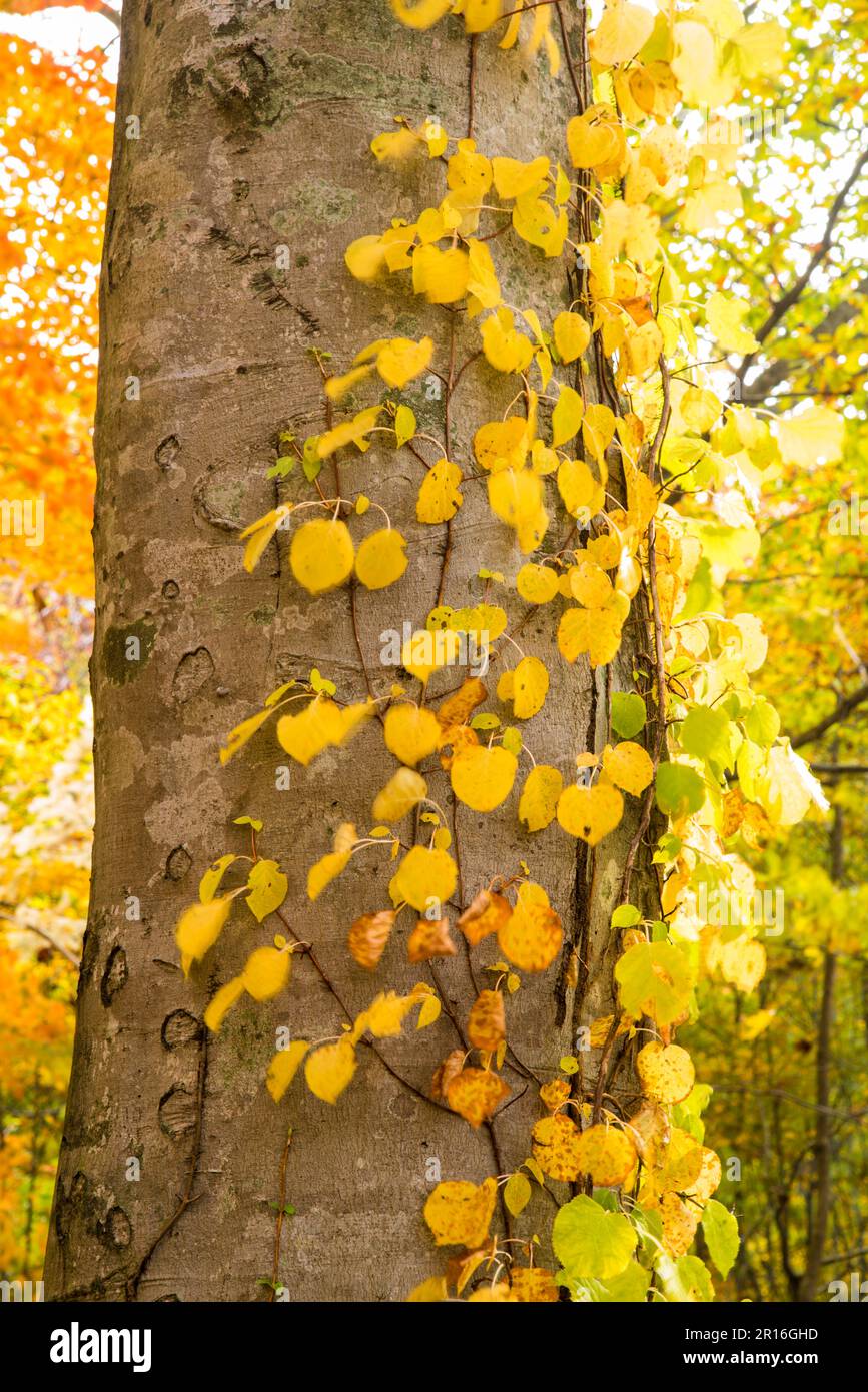 Giant beech and vine foliage Stock Photo - Alamy