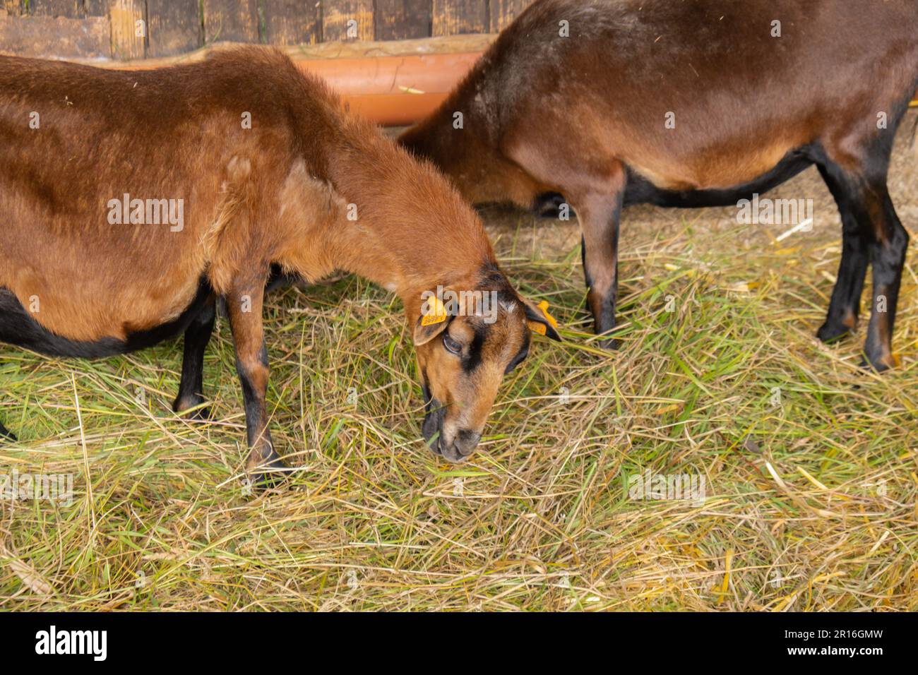 Animals goats eating in the farm. Domestic farm chews. Agriculture and ...