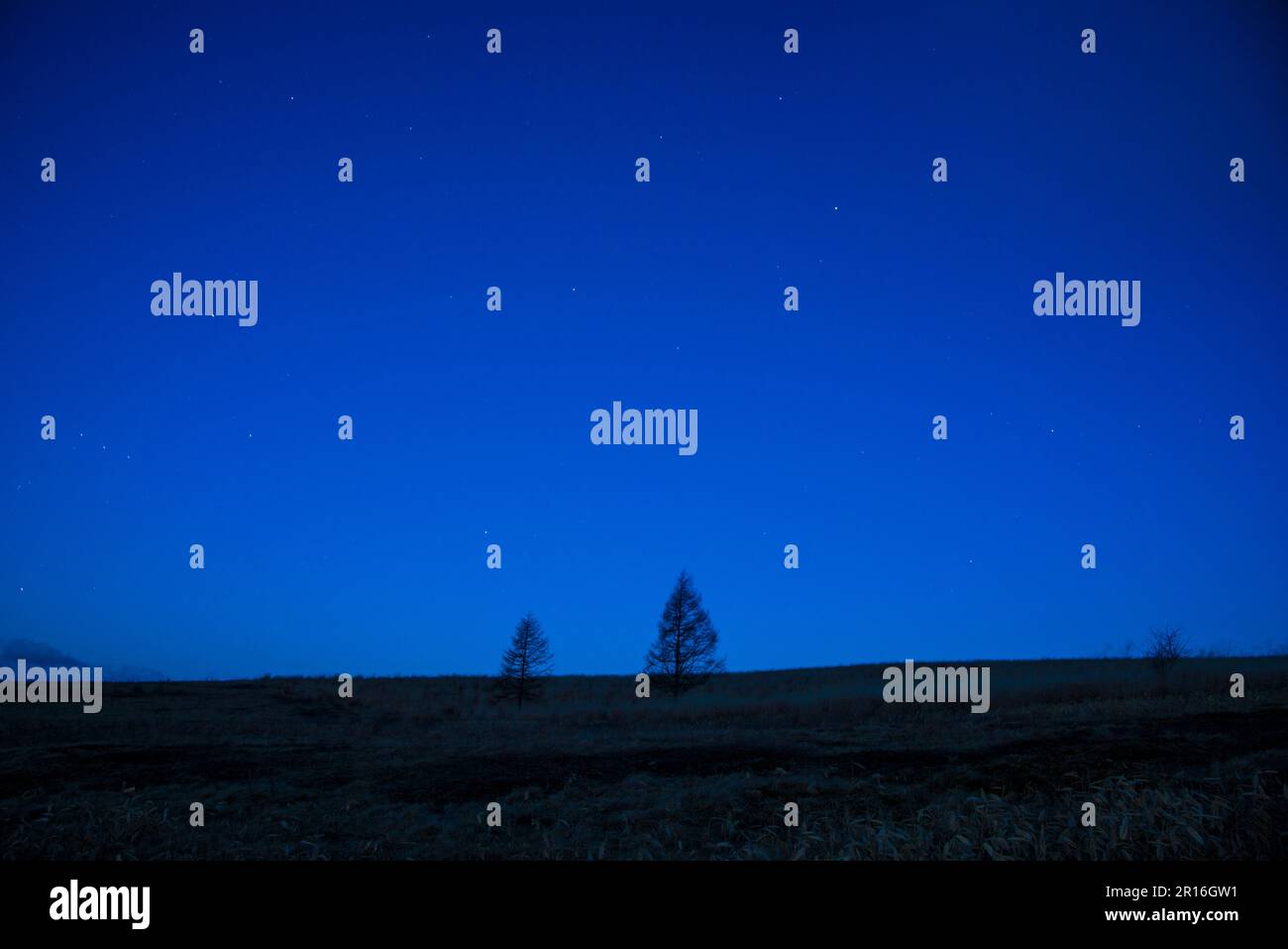 Two larch trees and midnight sky at Kirigamine plateau Stock Photo - Alamy