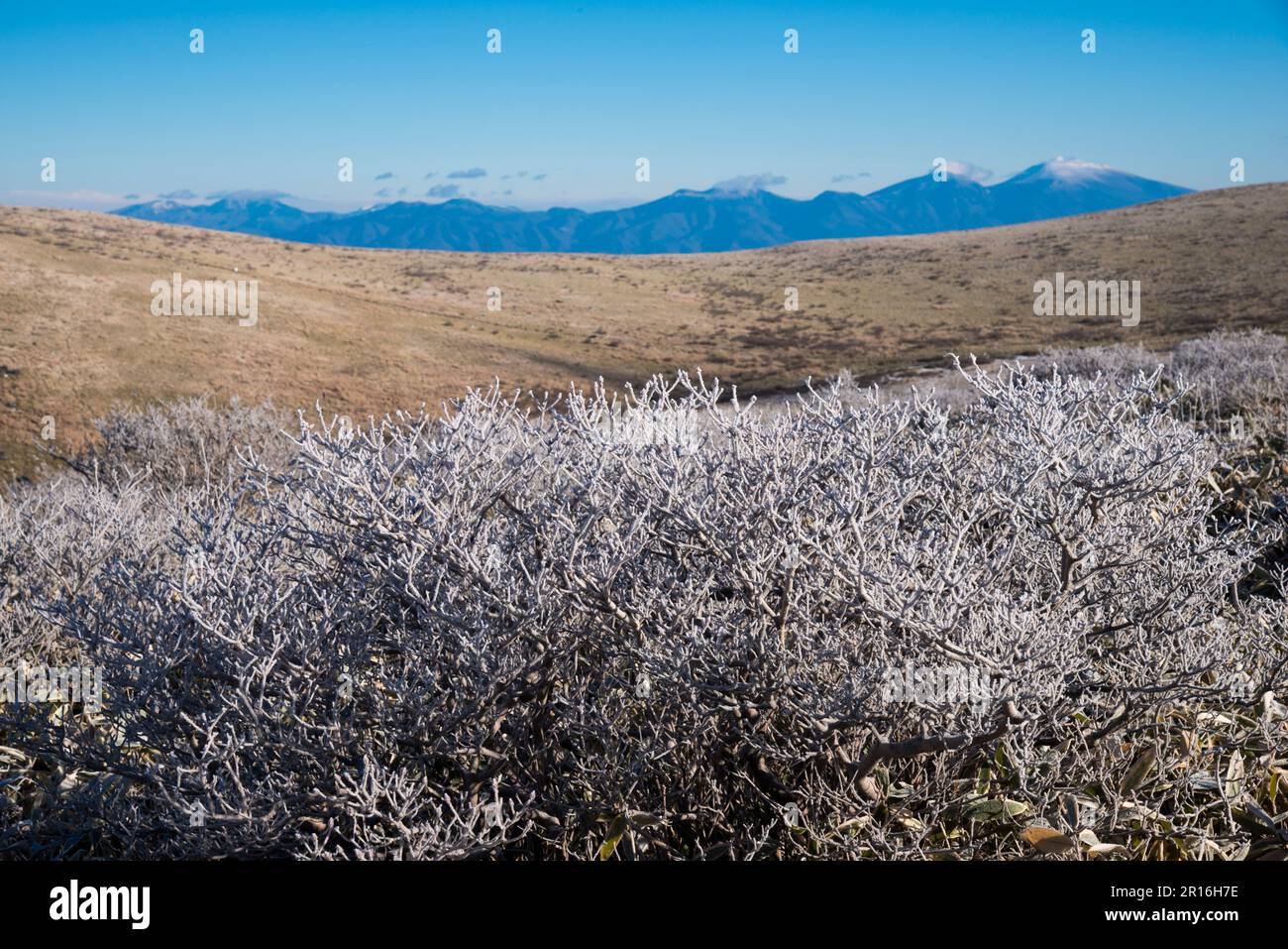 Renge azalea and flower of rime in Kirigamine plateau Stock Photo - Alamy