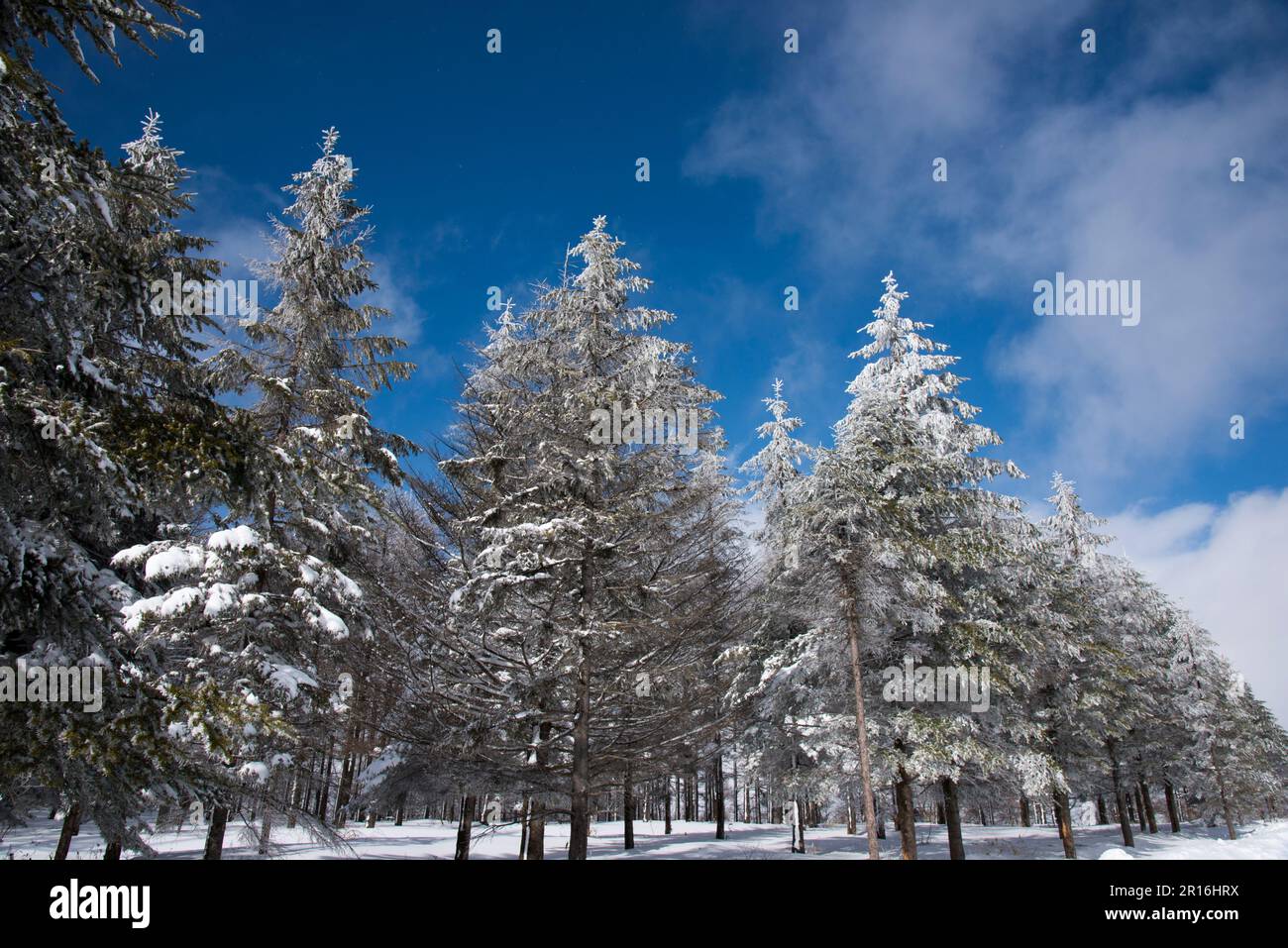 Conifer grove hi-res stock photography and images - Alamy