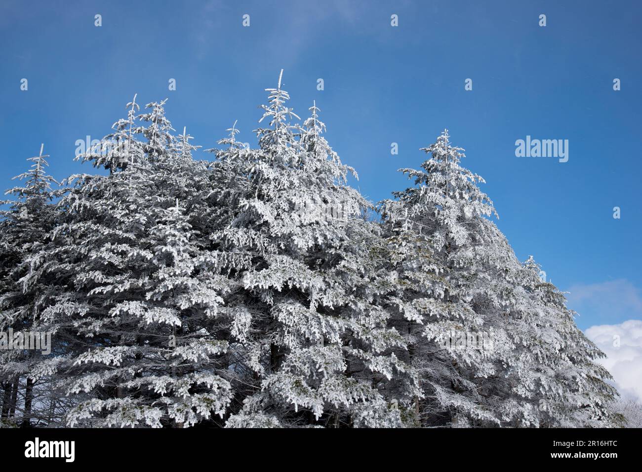 frozen Norway spruces Stock Photo - Alamy