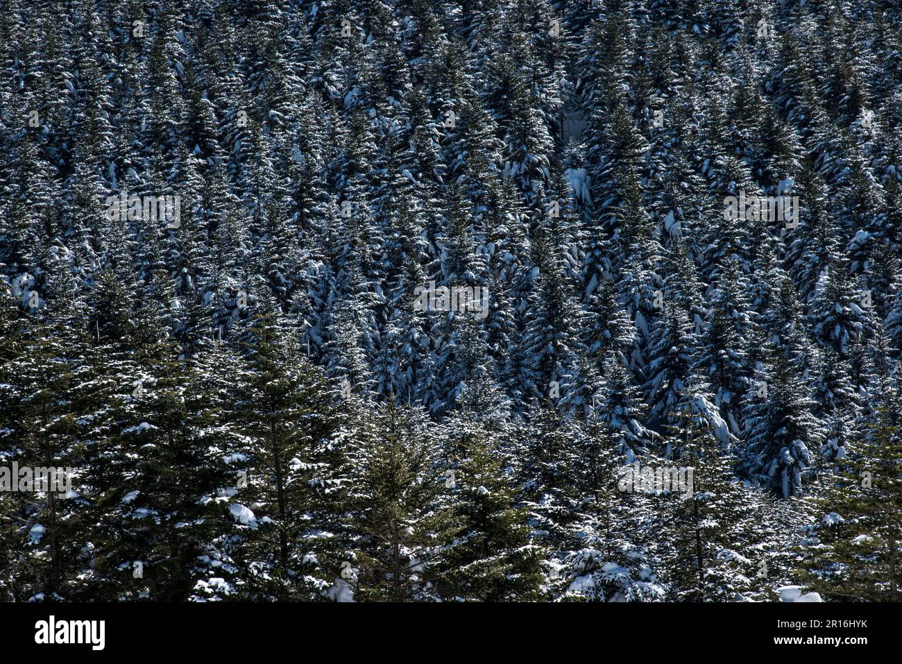 A conifer grove with snow Stock Photo - Alamy