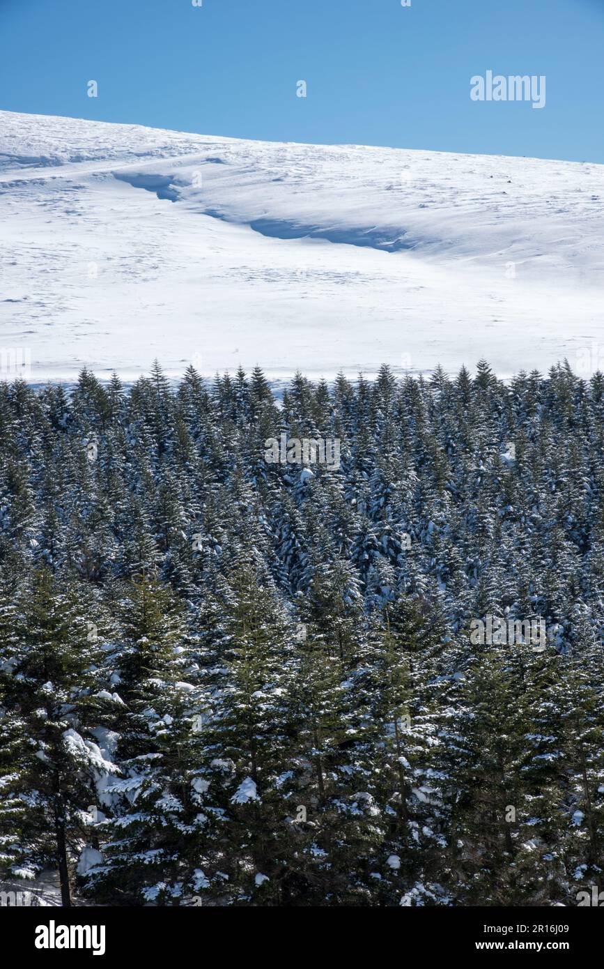 Conifer grove hi-res stock photography and images - Alamy