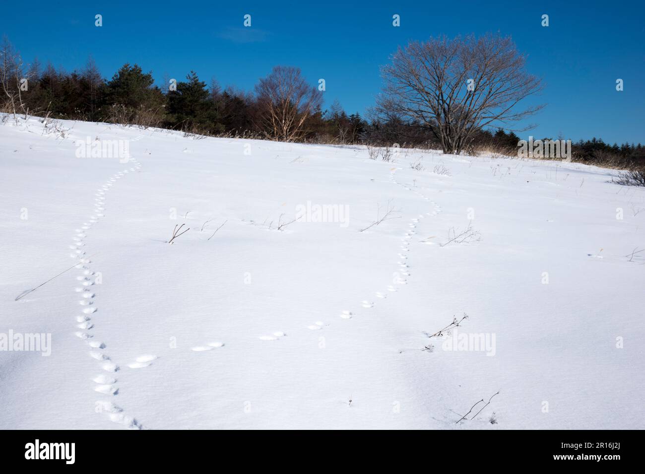 footsteps in the forest in Kirigamine plateau in winter Stock Photo - Alamy