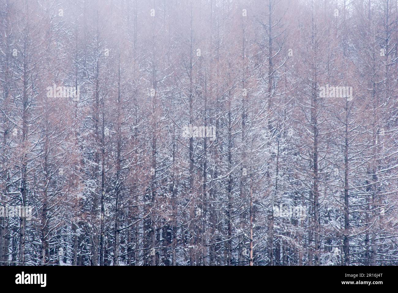 Lurch hi-res stock photography and images - Alamy