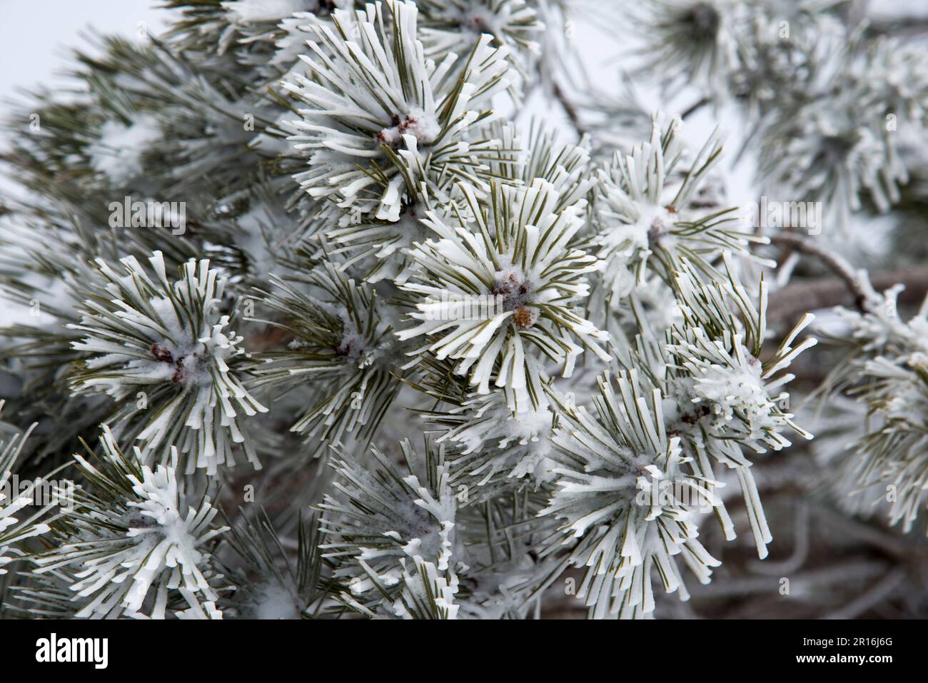Yashima kogen hi-res stock photography and images - Alamy