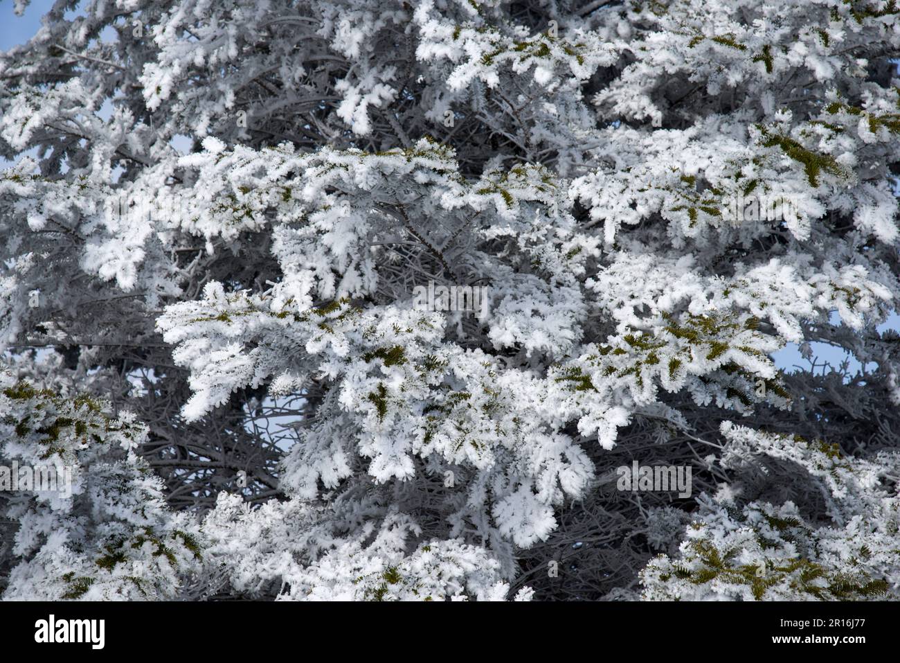 frozen Norway spruces Stock Photo - Alamy