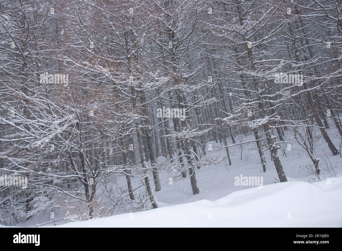 Larch tree forest snow hi-res stock photography and images - Alamy