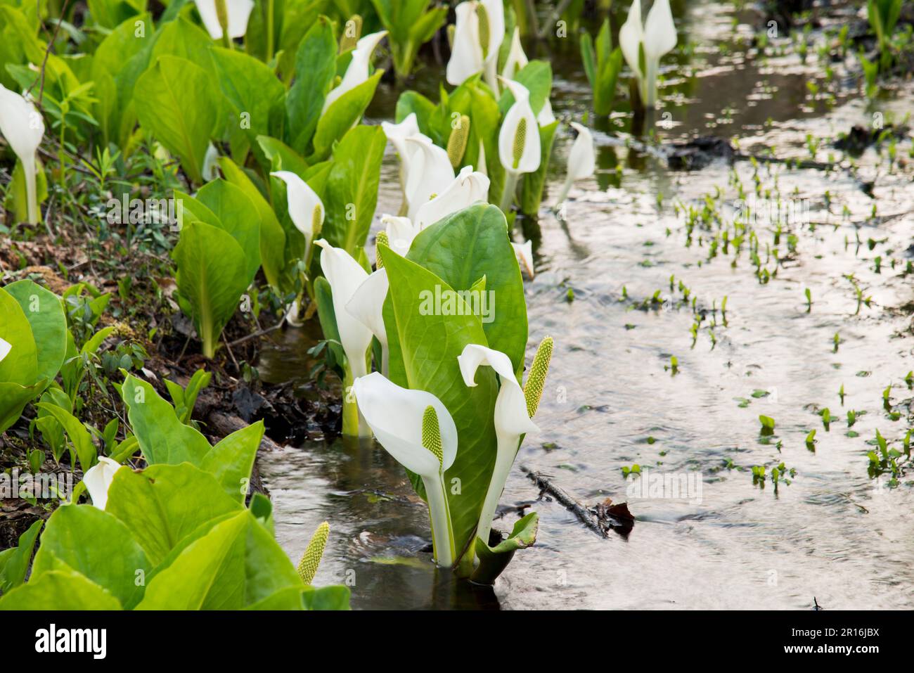 Full bloomed skunk cabbages in Sashimakishitsugen wet bog Stock Photo ...