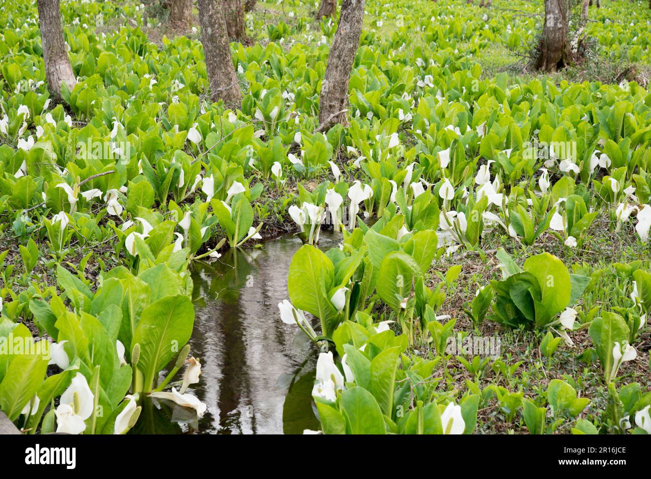 Full bloomed skunk cabbages in Sashimakishitsugen wet bog Stock Photo ...
