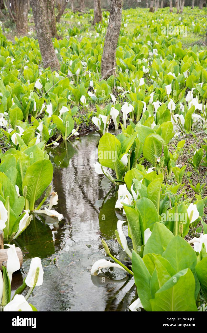 Full bloomed skunk cabbages in Sashimakishitsugen wet bog Stock Photo ...