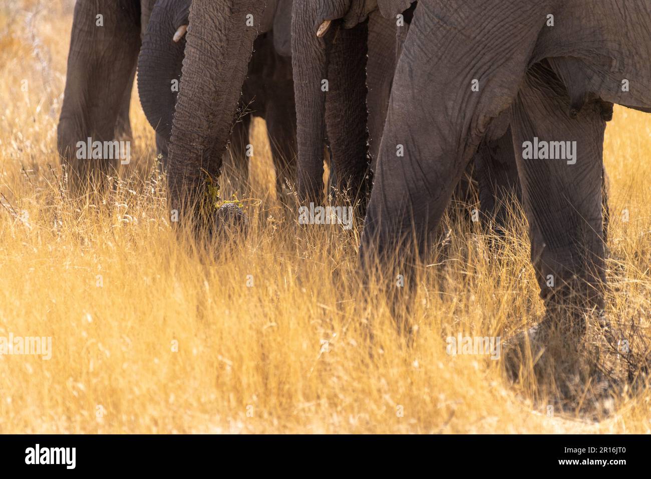 The trunks and front legs of a group of african elephants eating ...