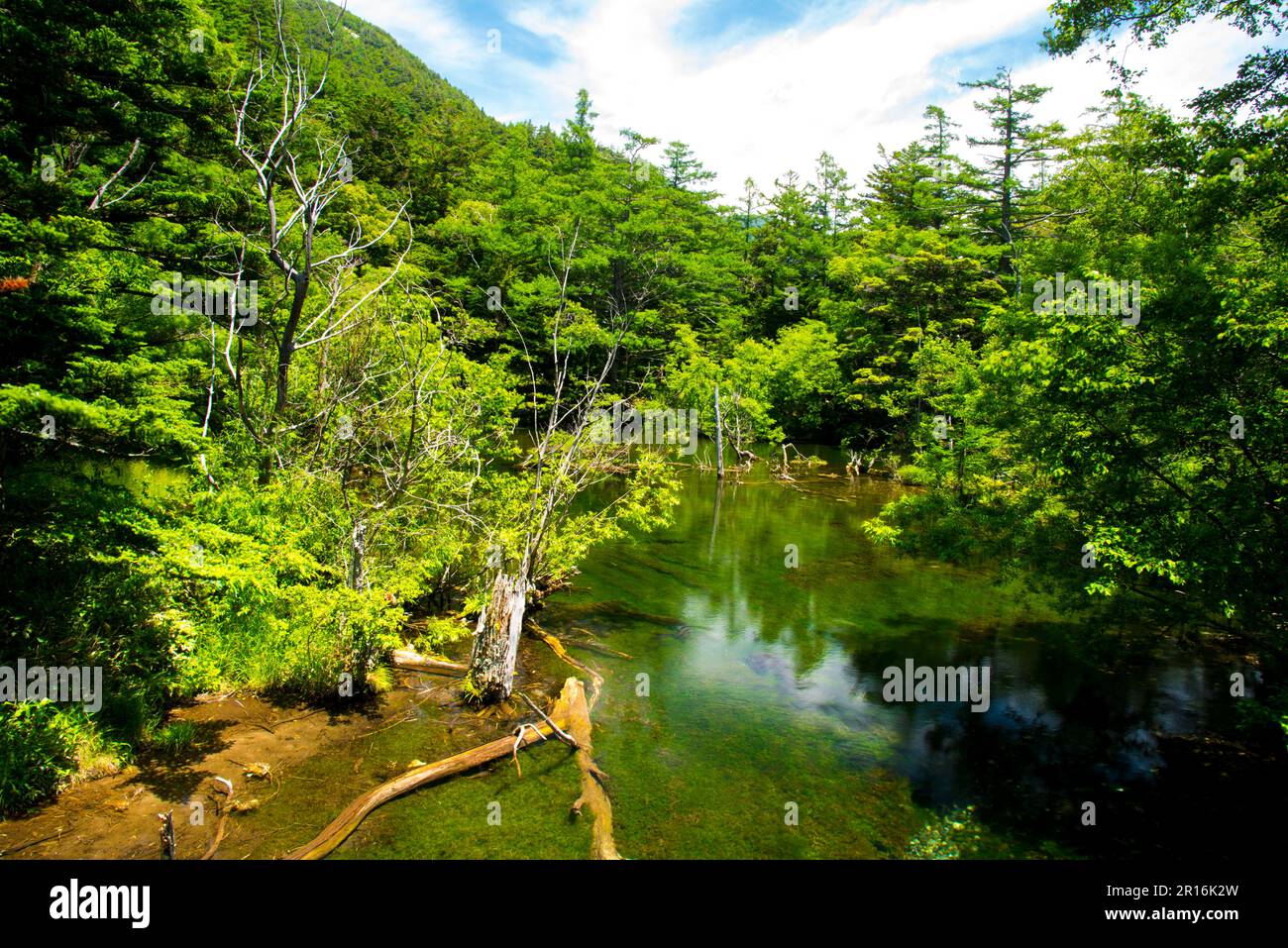 Subsoil water of?primeval forest in Kamikochi Stock Photo - Alamy