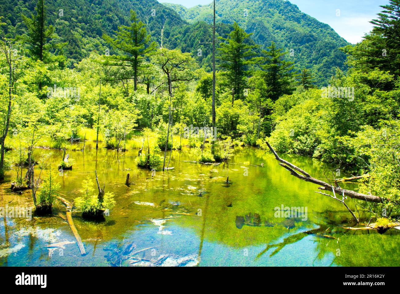 Primeval forest and subsoil water,?Kamikochi Stock Photo - Alamy