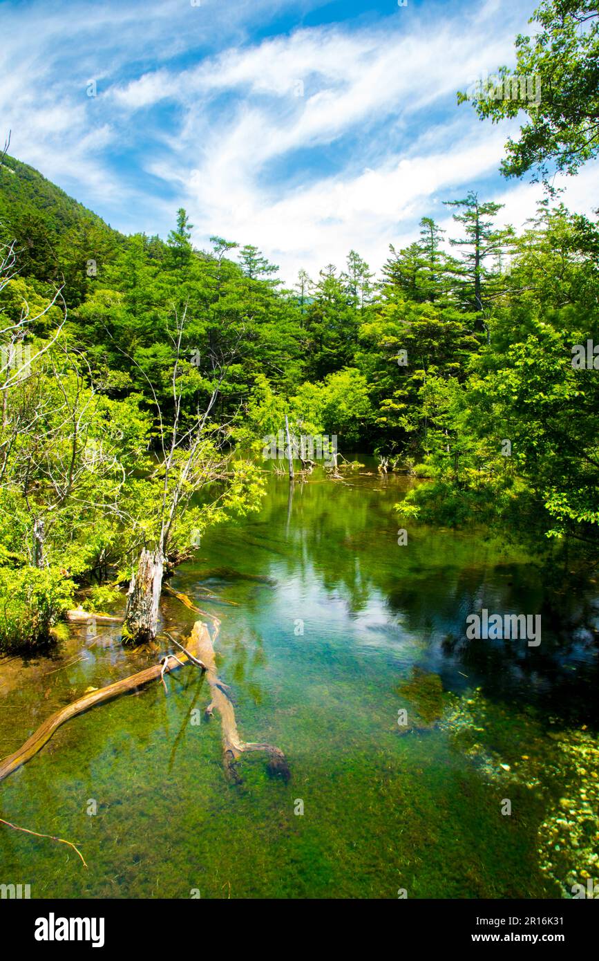 Subsoil water of?primeval forest in Kamikochi Stock Photo - Alamy