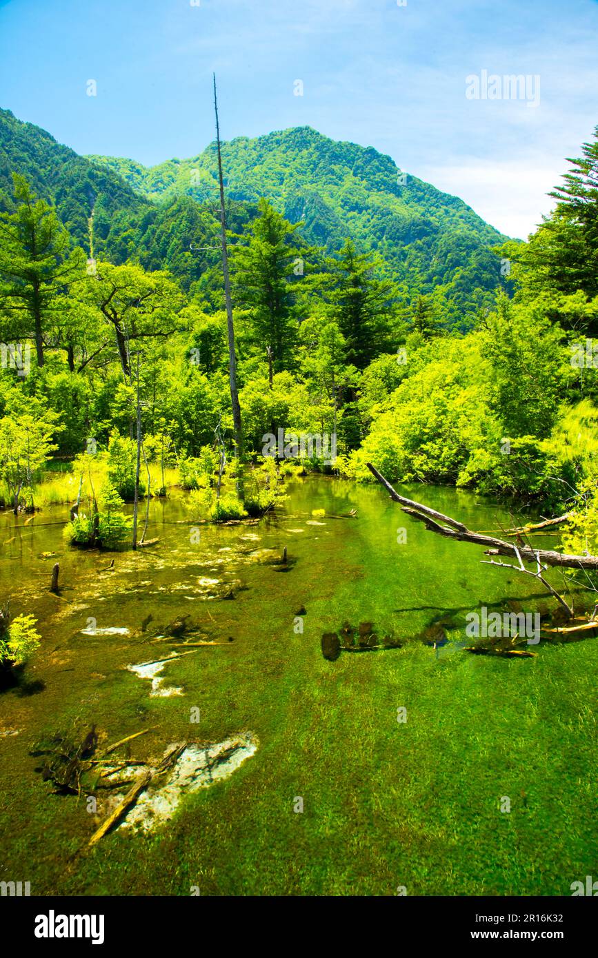 Primeval forest and subsoil water,?Kamikochi Stock Photo - Alamy