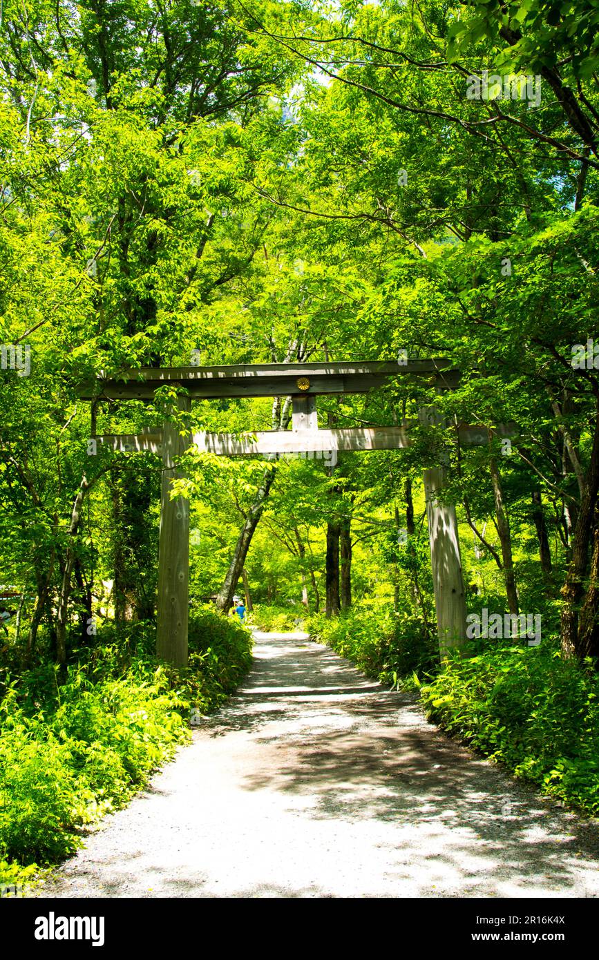 Torii gate at Okumiya of Hotaka shrine,?Kamikochi Stock Photo - Alamy