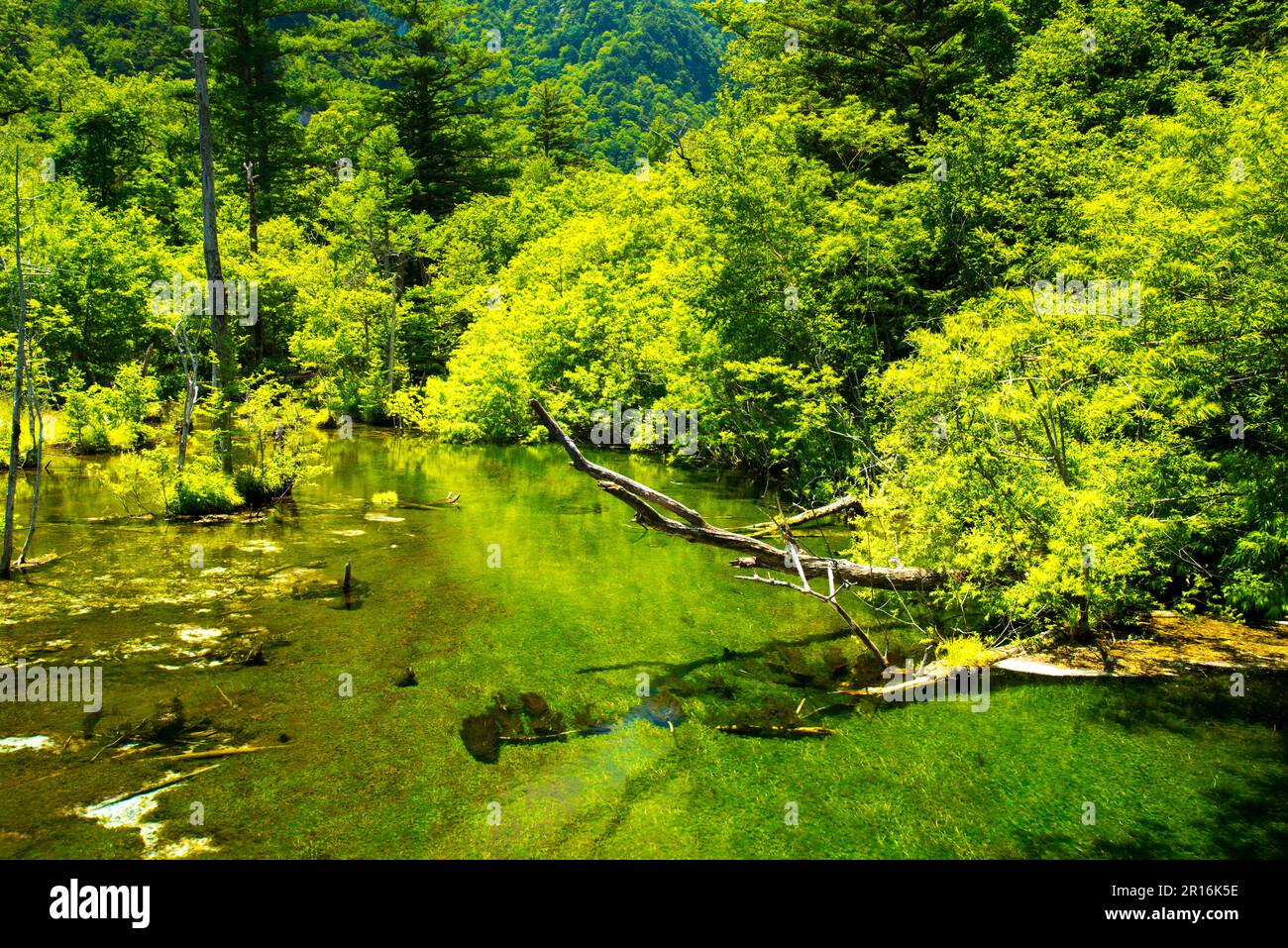 Primeval forest and subsoil water,?Kamikochi Stock Photo - Alamy