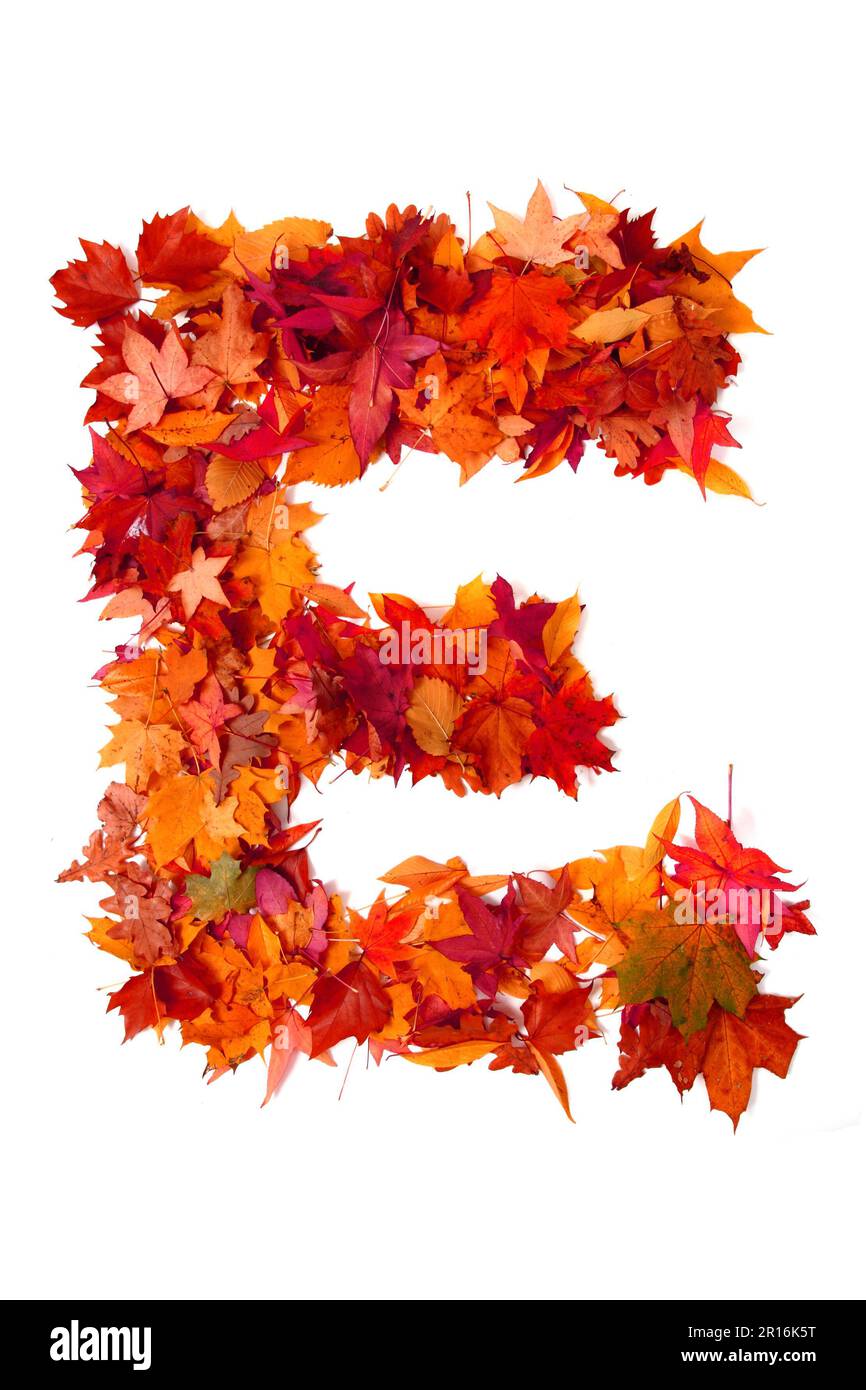 alphabet sign from autumn leaf isolated on the white background Stock ...