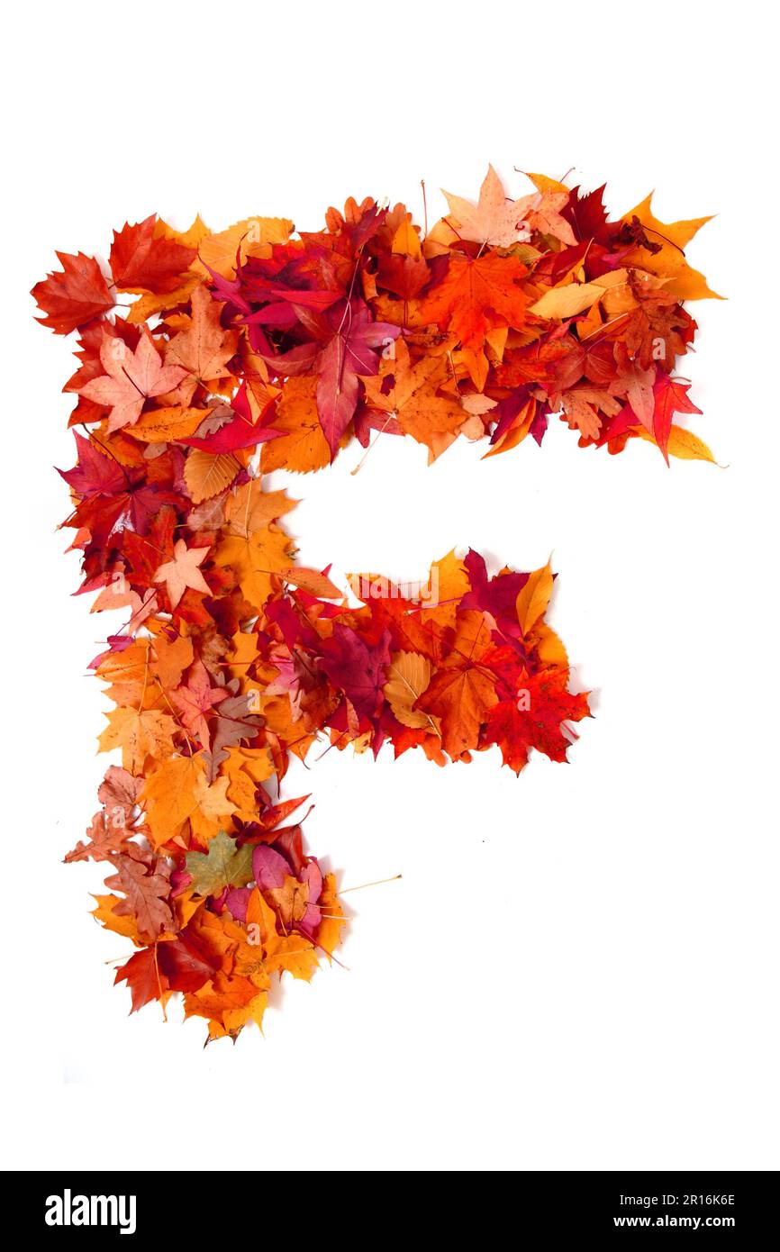 alphabet sign from autumn leaf isolated on the white background Stock ...