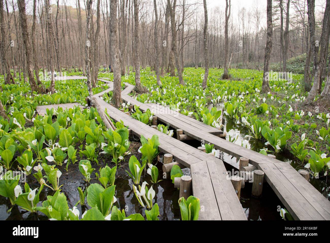 Full bloomed skunk cabbages in Sashimakishitsugen wet bog Stock Photo ...