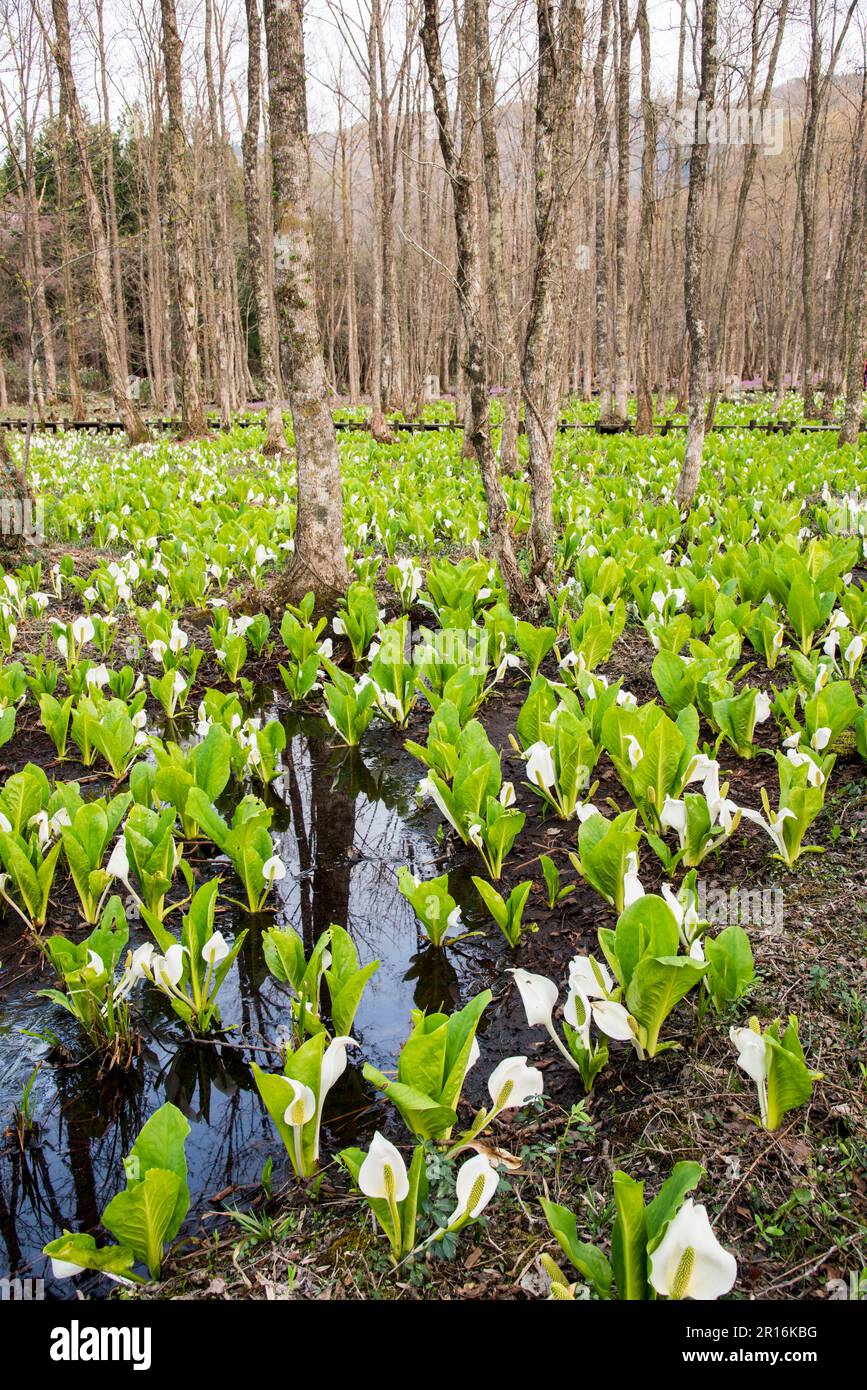 Full bloomed skunk cabbages in Sashimakishitsugen wet bog Stock Photo ...