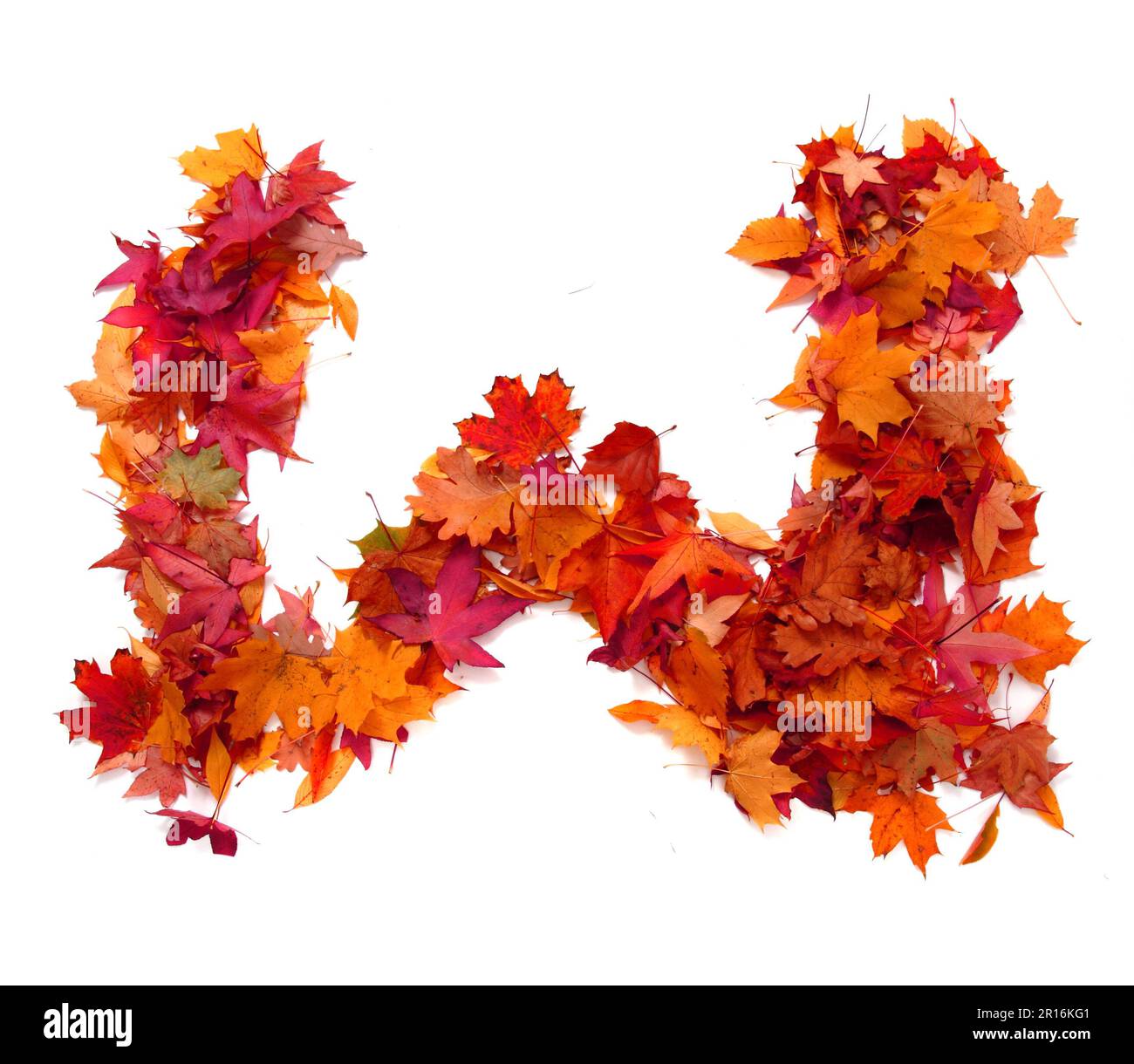 alphabet sign from autumn leaf isolated on the white background Stock ...
