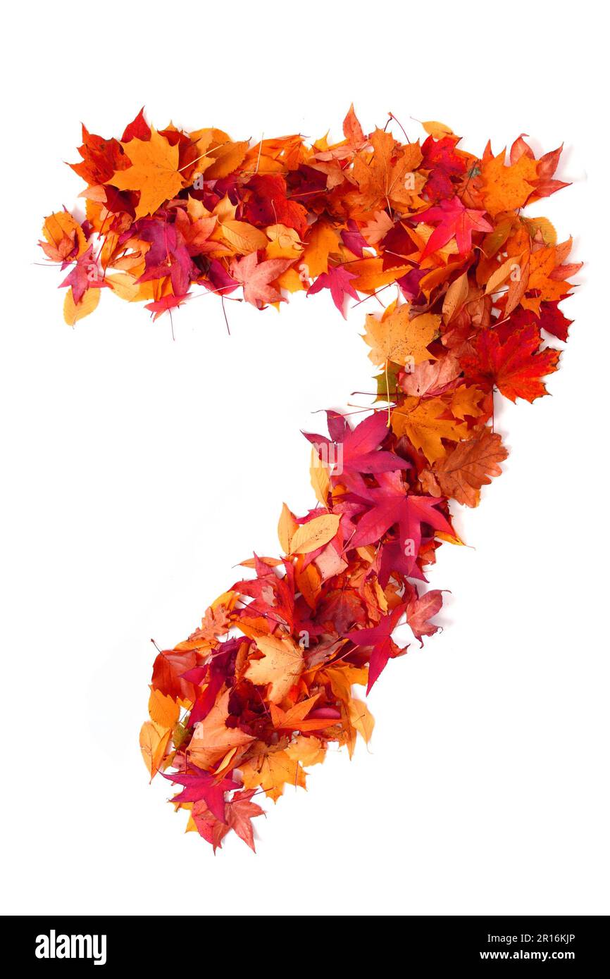 alphabet sign from autumn leaf isolated on the white background Stock ...