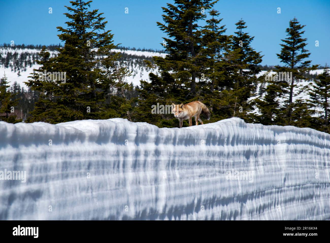 Fox spring season hi-res stock photography and images - Alamy