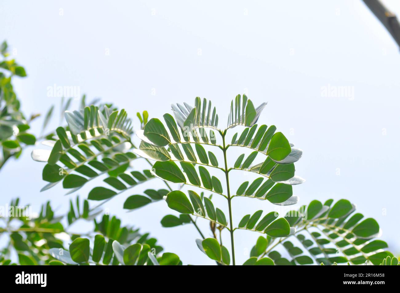 Rain tree or Samanea saman, LEGUMINOSAE MIMOSOIDEAE and sky background ...