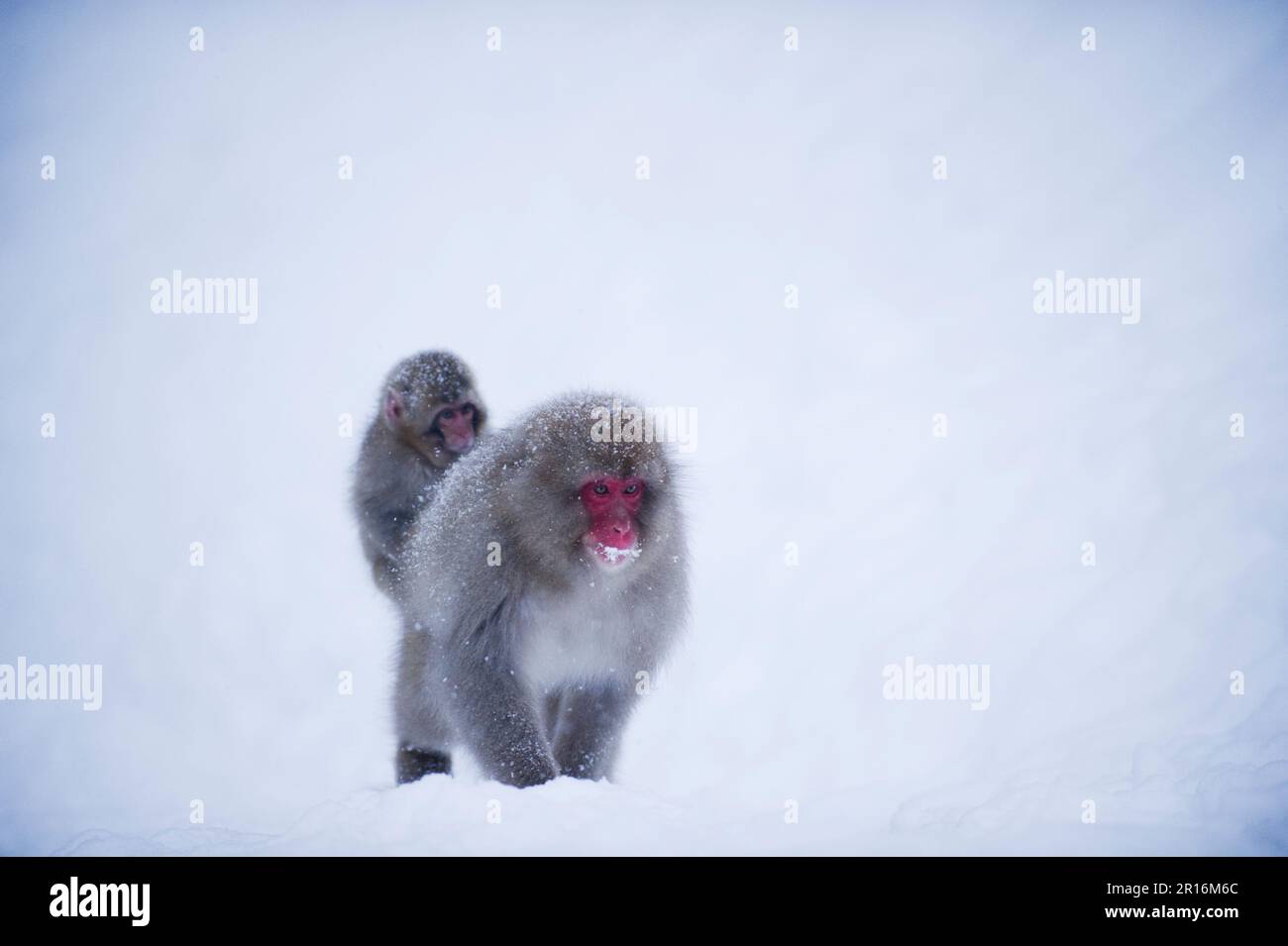 Baby monkey parent hi-res stock photography and images - Alamy